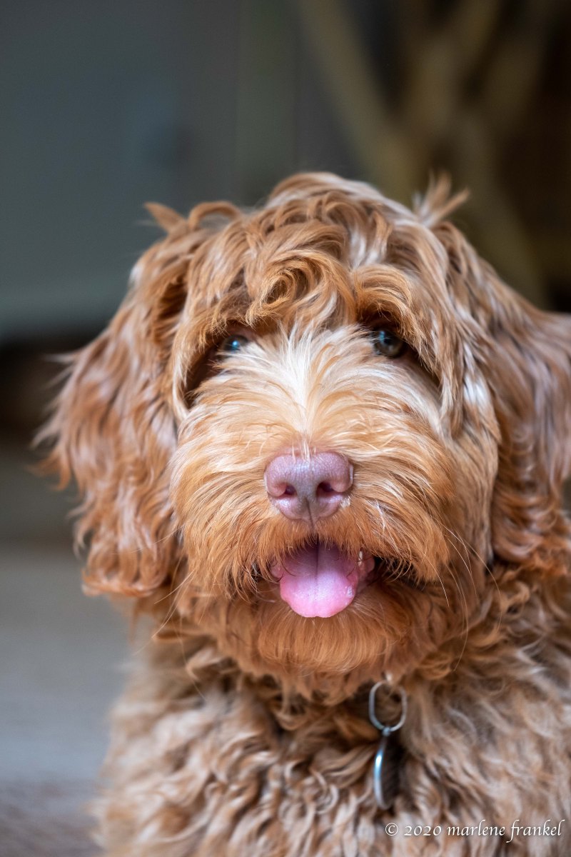 Charlie meets the world! – A Photo's Worth